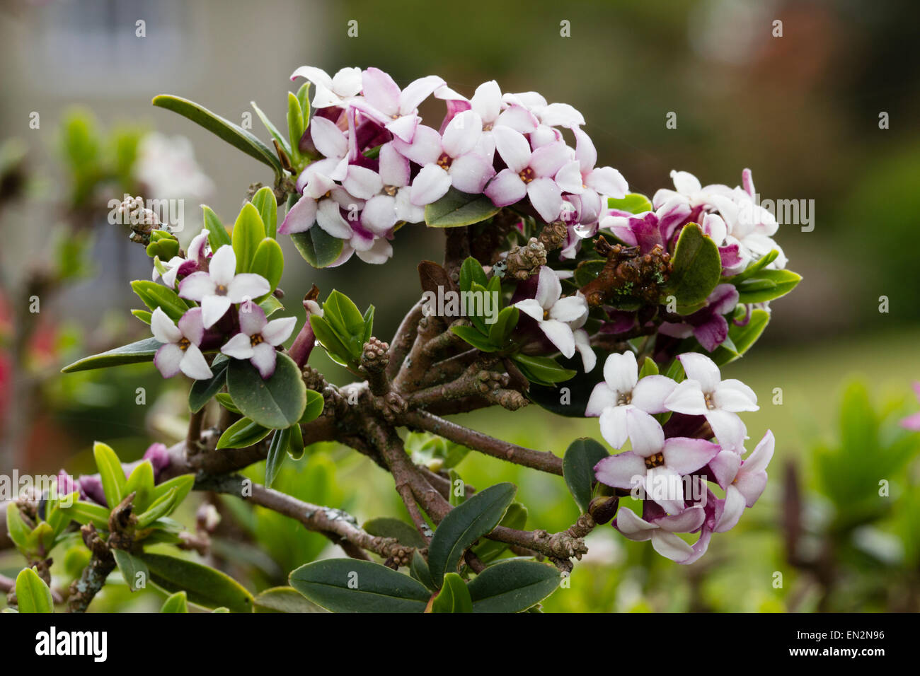 Scented spring flowers of the small evergreen shrub, Daphne tangutica ...