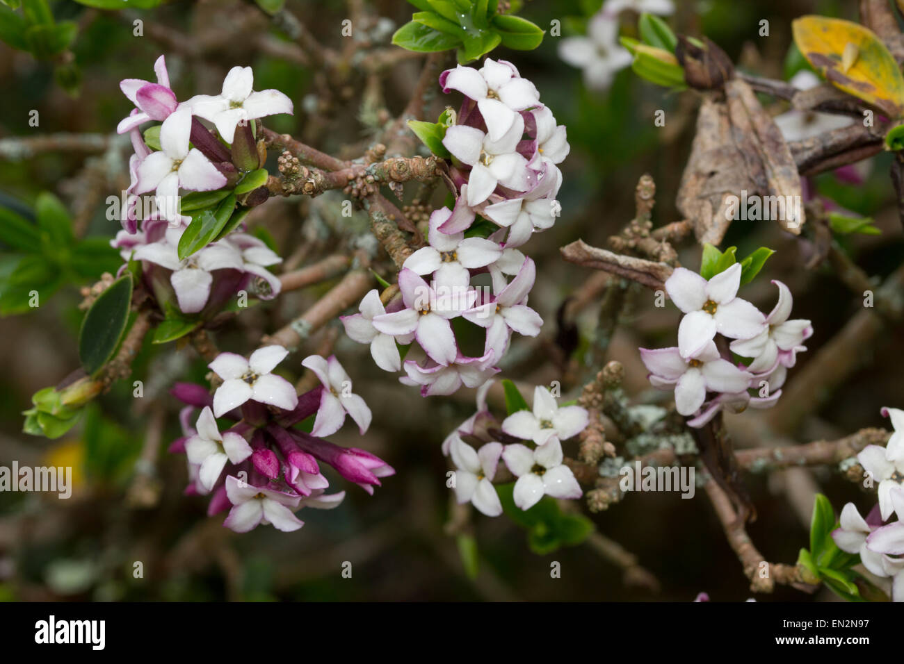 Scented spring flowers of the small evergreen shrub, Daphne tangutica ...