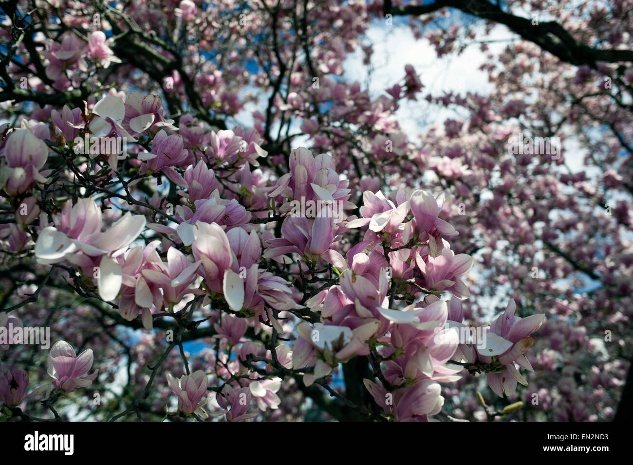 Bloom of Magnolia Flowers on Tree Stock Photo - Alamy