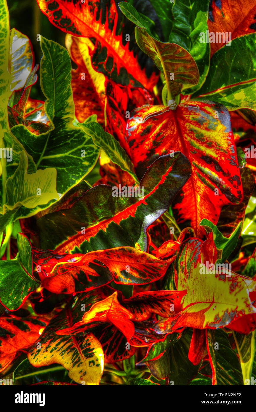 Crotons hi-res stock photography and images - Alamy