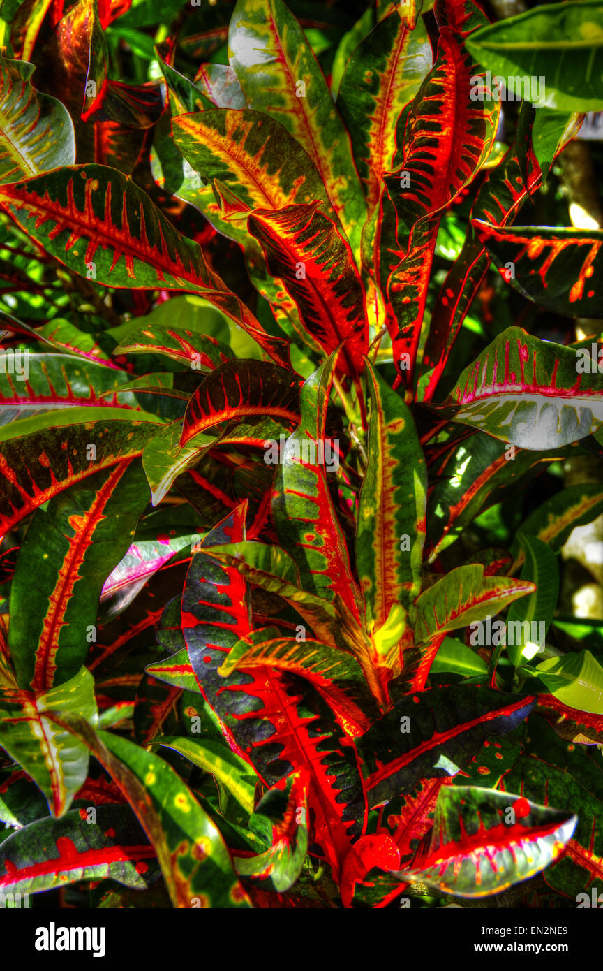 Florida's variegated crotons Stock Photo - Alamy