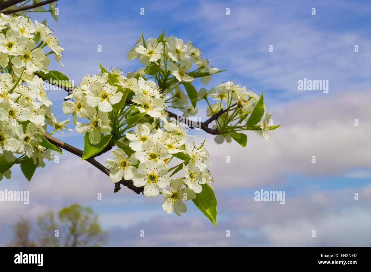 Blooming pear tree Flowers against a blue sky Stock Photo - Alamy