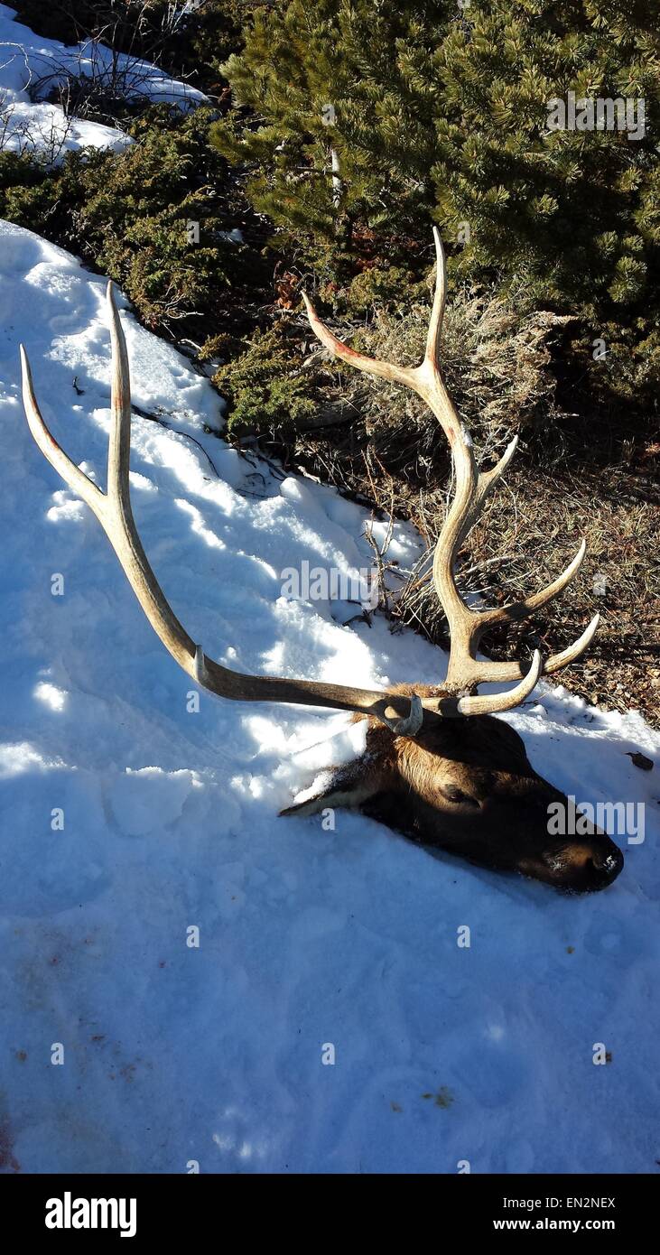 Elk in the winter snow Stock Photo - Alamy