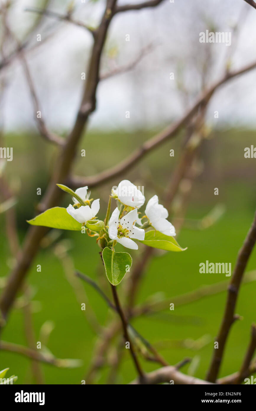 A closeup of a blooming pear fruit tree Stock Photo - Alamy