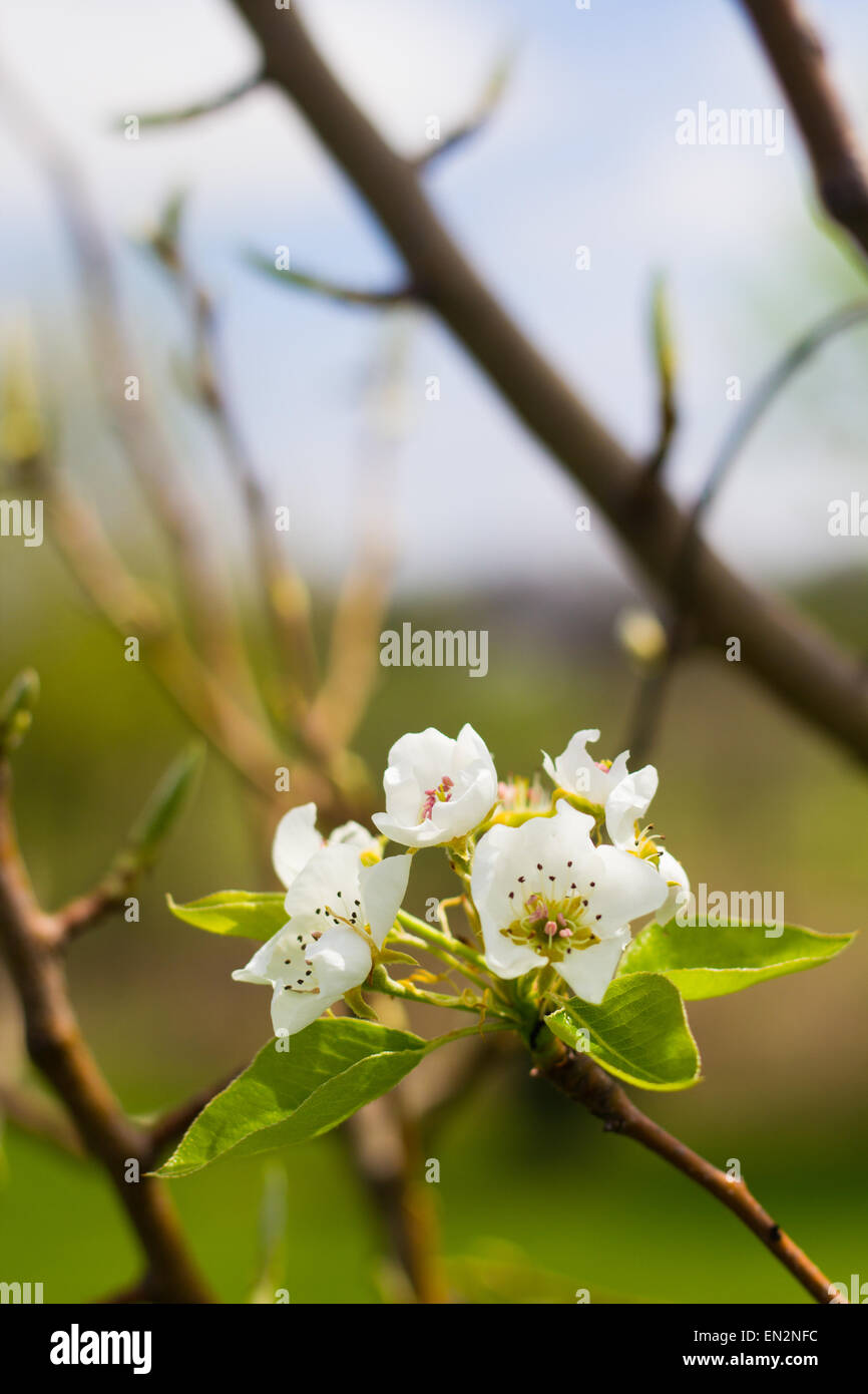 A blooming pear fruit tree in the spring time Stock Photo - Alamy