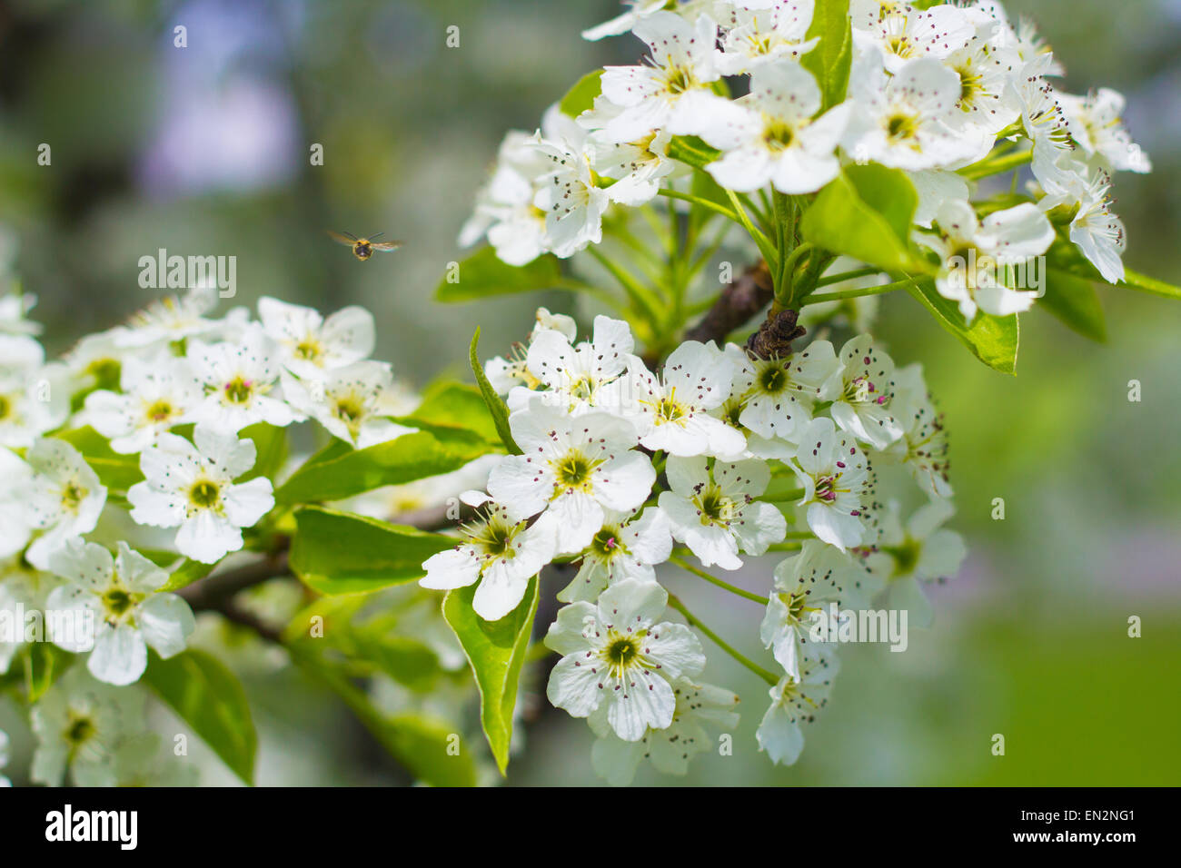 Springtime flowering tree being pollinated by bees Stock Photo - Alamy