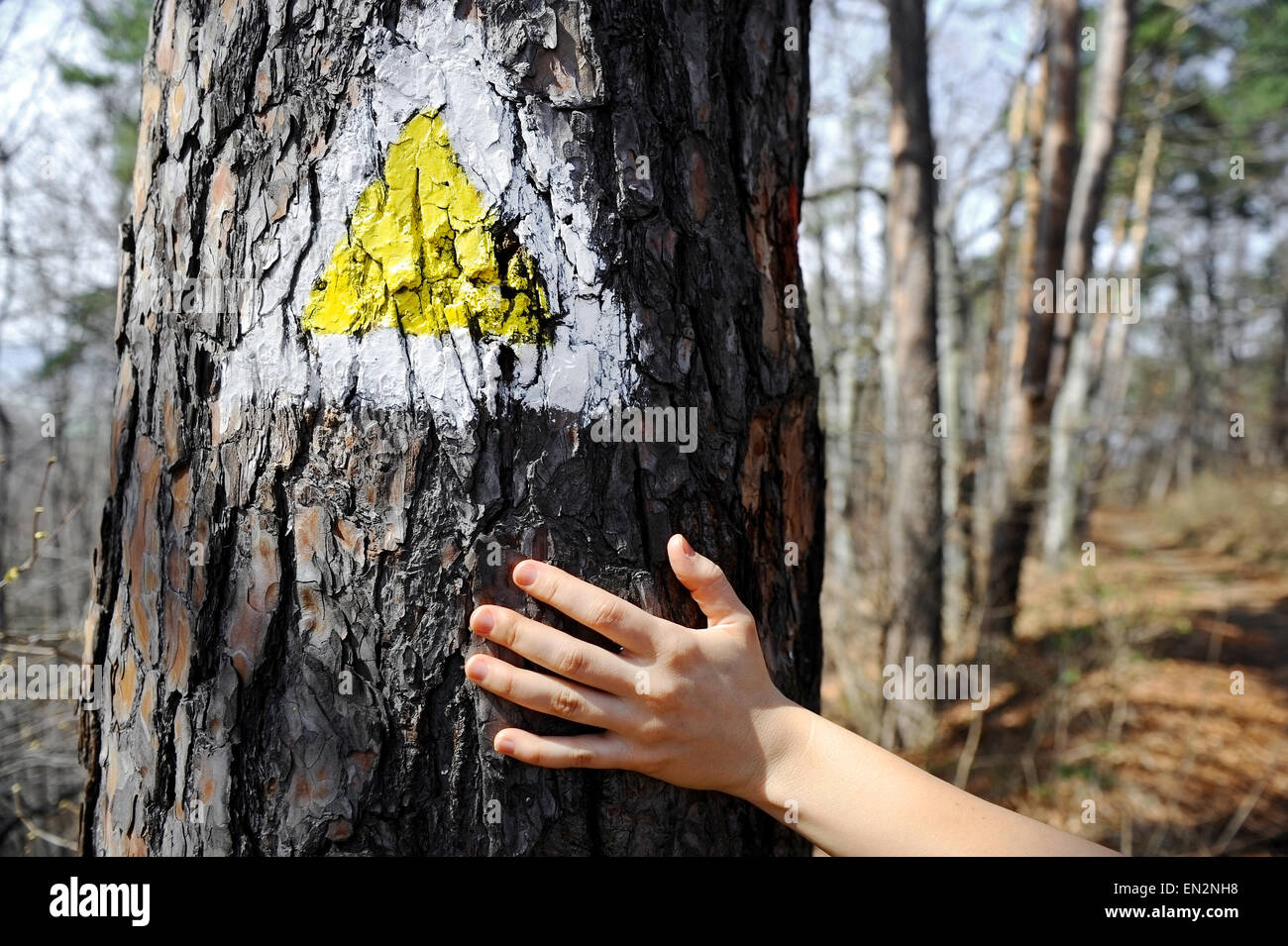 Human hand on a tree bark marked with a yellow hiking trail sign Stock ...