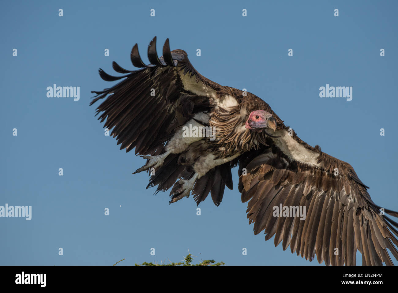 Lappet faced vulture flying hi-res stock photography and images - Alamy