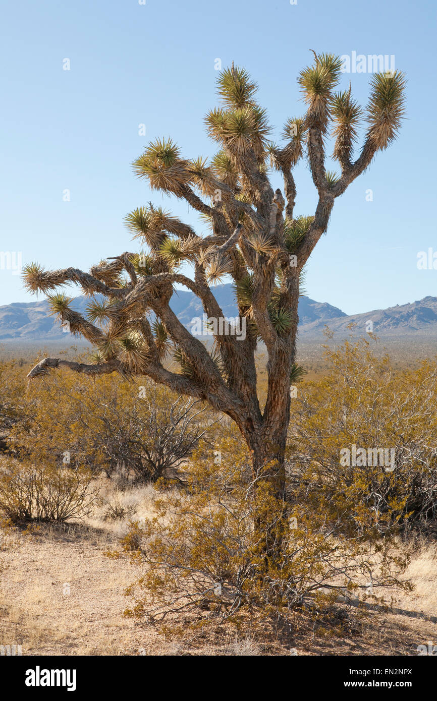 Cowboy Mojave Desert High Resolution Stock Photography and Images - Alamy