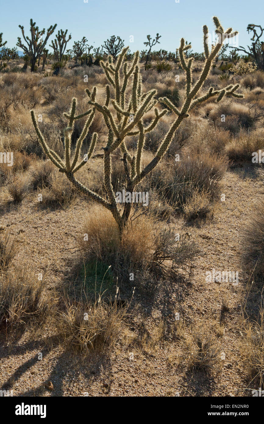 Joshua Trees in the Mojave Desert National Park in California Stock ...