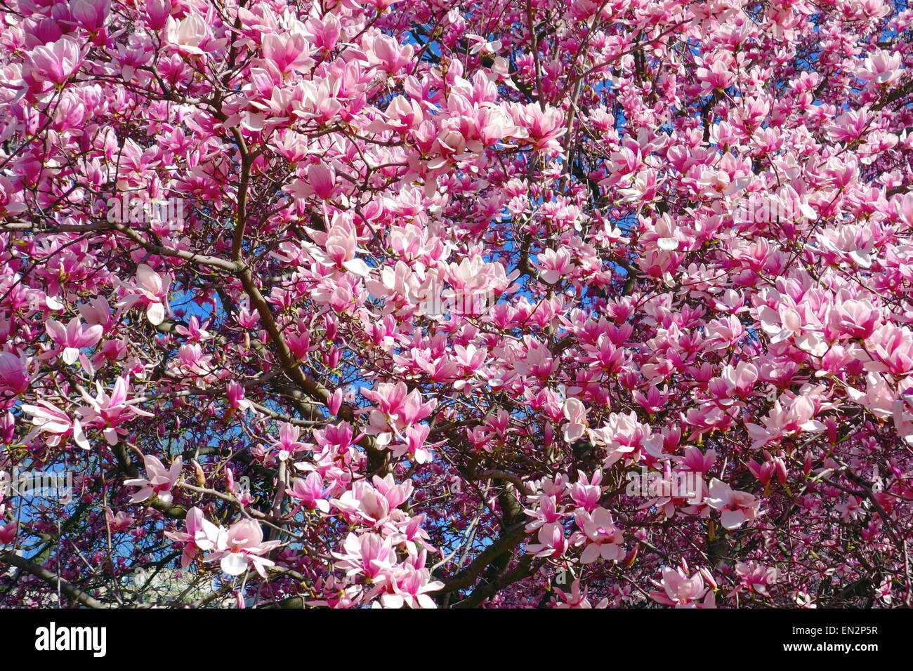 Magnolia tree blossoming Stock Photo - Alamy