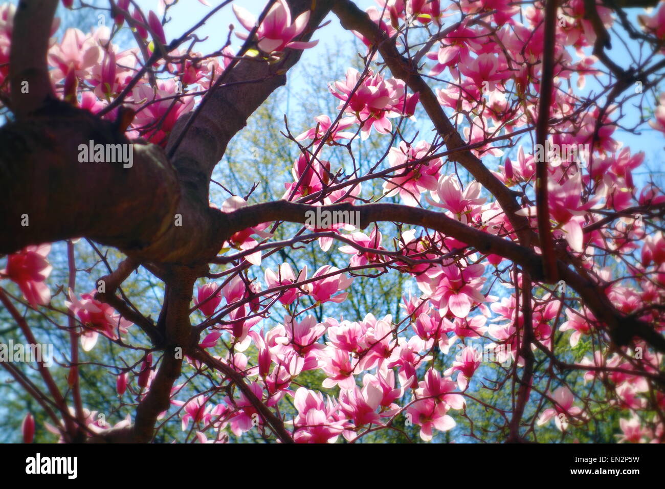 Magnolia tree blossoming Stock Photo - Alamy
