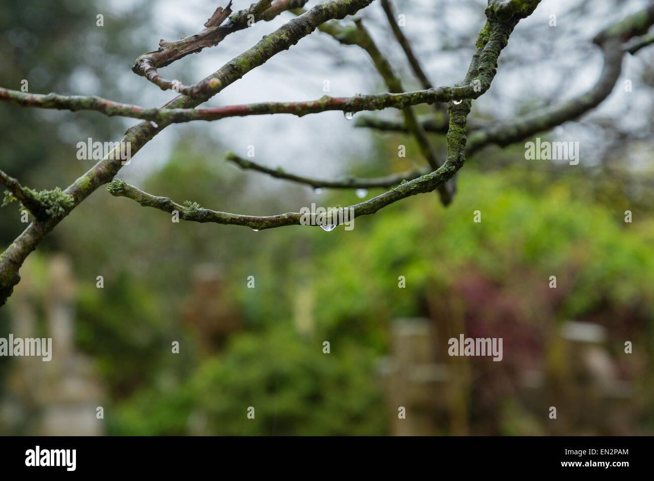Drops on a tree after the rain Stock Photo - Alamy