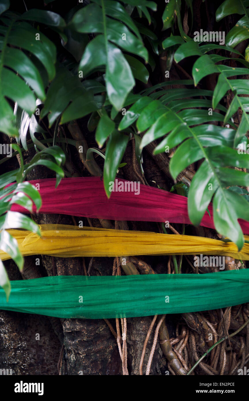 Strips of different colored fabric ribbons decorate a bodhi tree near a ...