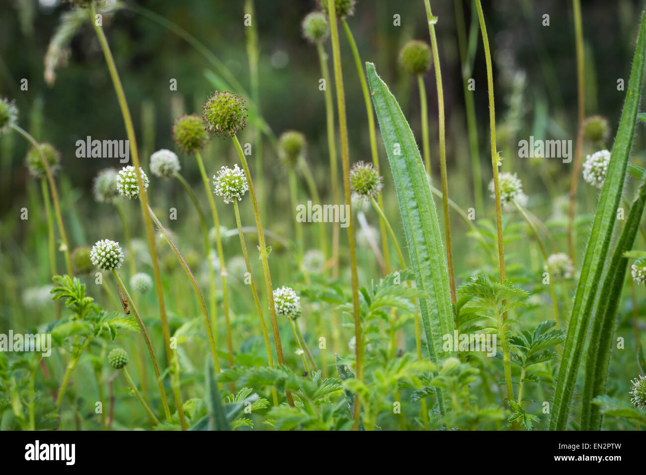 Bur flowers among grass Stock Photo - Alamy