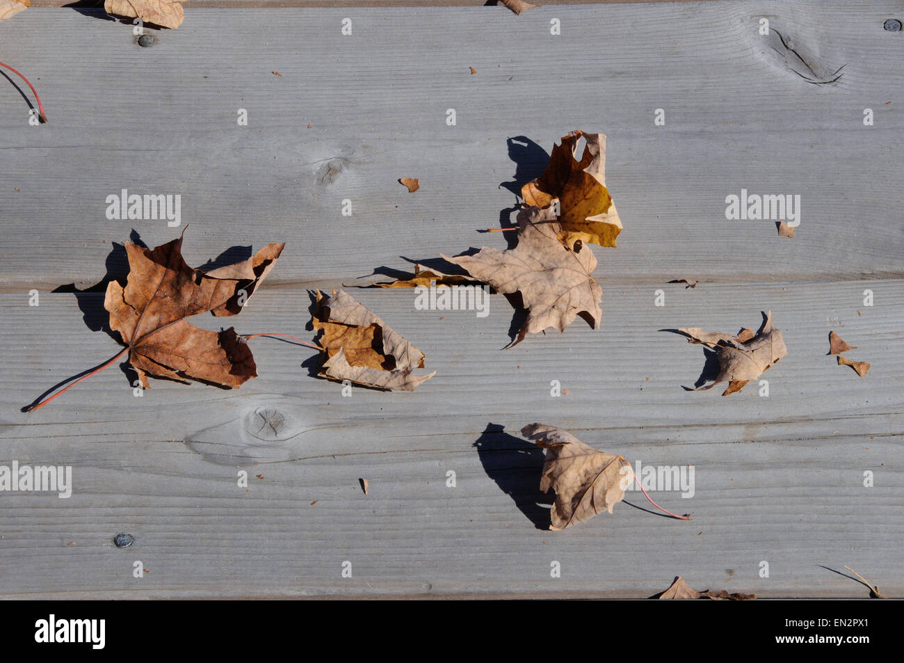 Wind blown leaves hi-res stock photography and images - Alamy