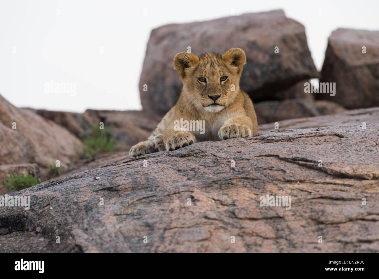 Lion cub resting on a kopje Stock Photo - Alamy