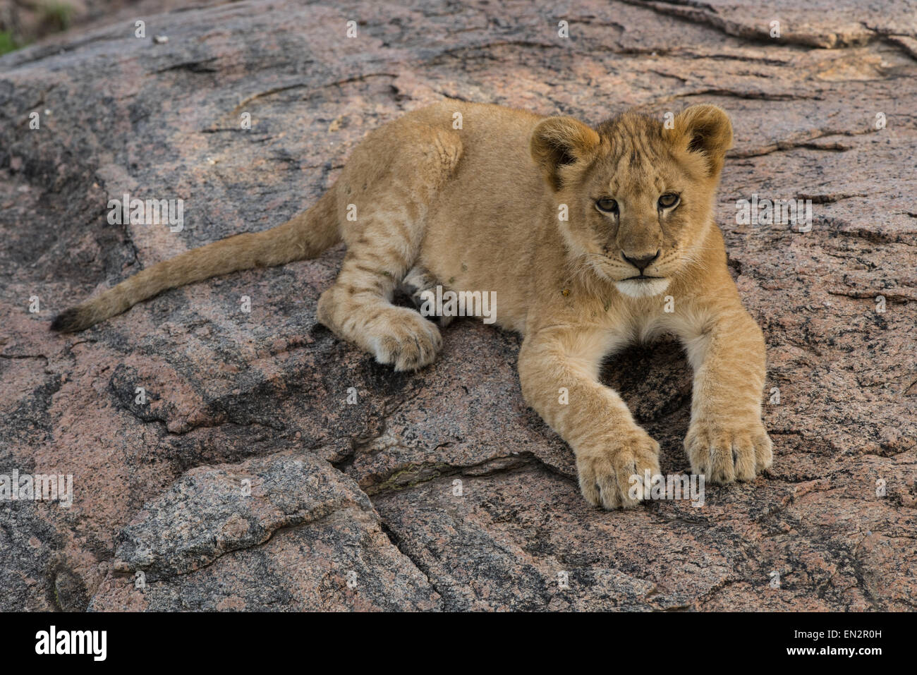 Cub of a lion hi-res stock photography and images - Alamy