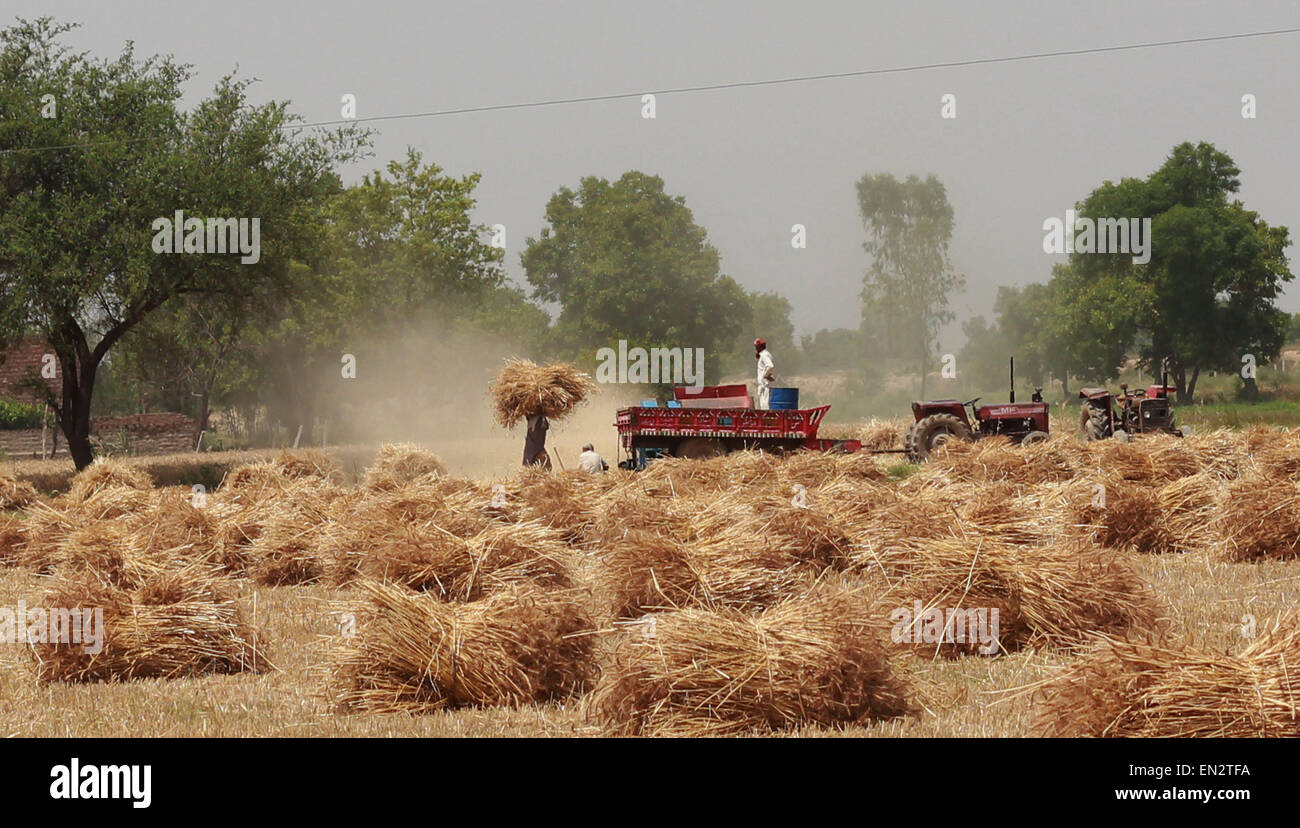Lahore, Pakistam. 26th Apr, 2015. Pakistani farmer's family busy in ...