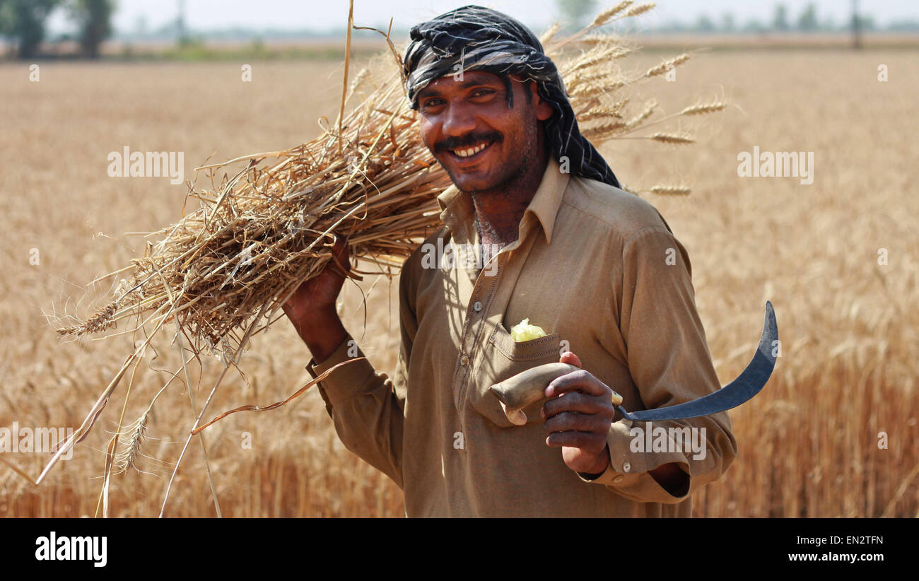Lahore, Pakistam. 26th Apr, 2015. Pakistani farmer's family busy in ...