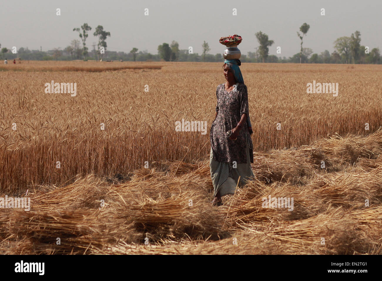 Lahore, Pakistam. 26th Apr, 2015. Pakistani farmer's family busy in ...