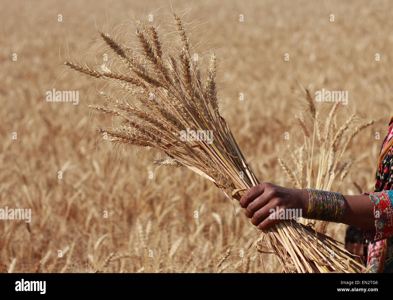 Lahore, Pakistam. 26th Apr, 2015. Pakistani farmer's family busy in ...