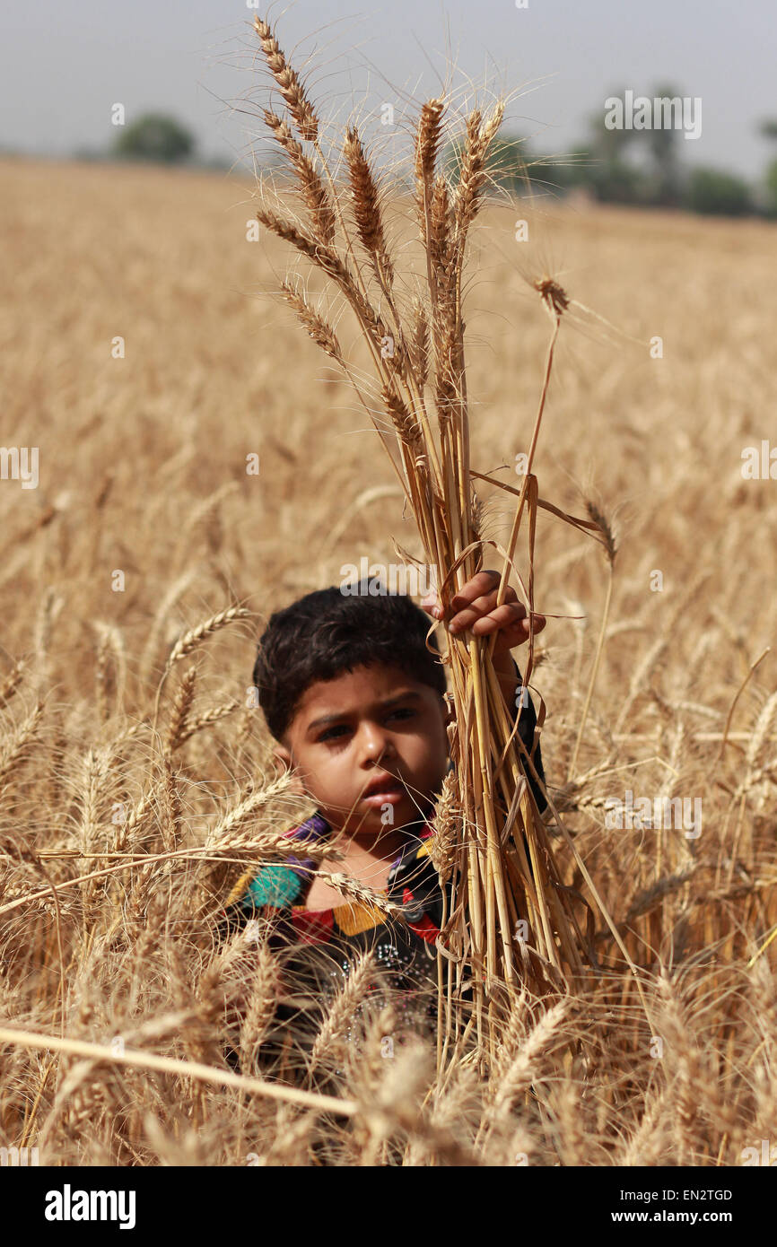 Lahore, Pakistam. 26th Apr, 2015. Pakistani farmer's family busy in ...