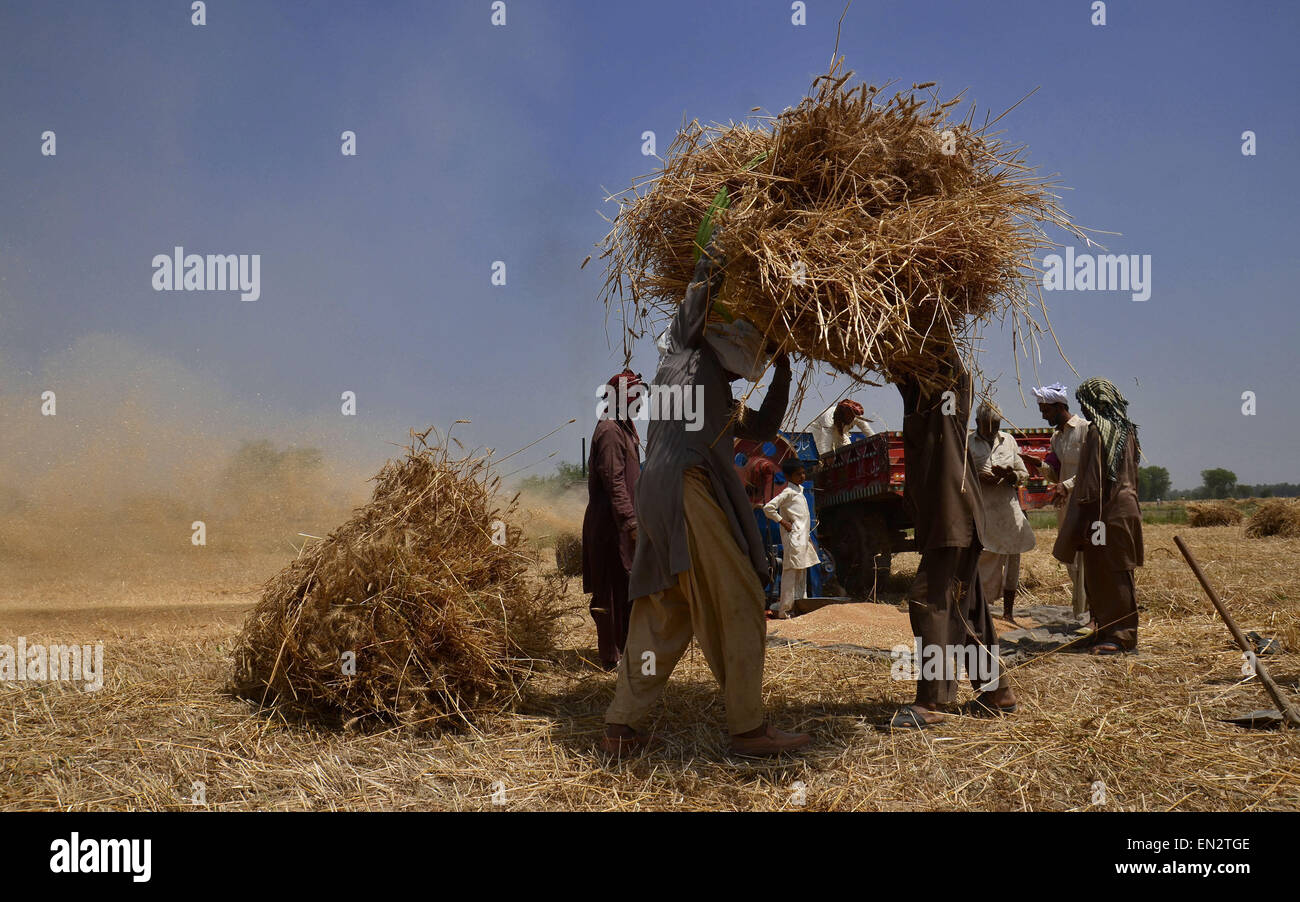 Lahore, Pakistam. 26th Apr, 2015. Pakistani farmer's family busy in ...