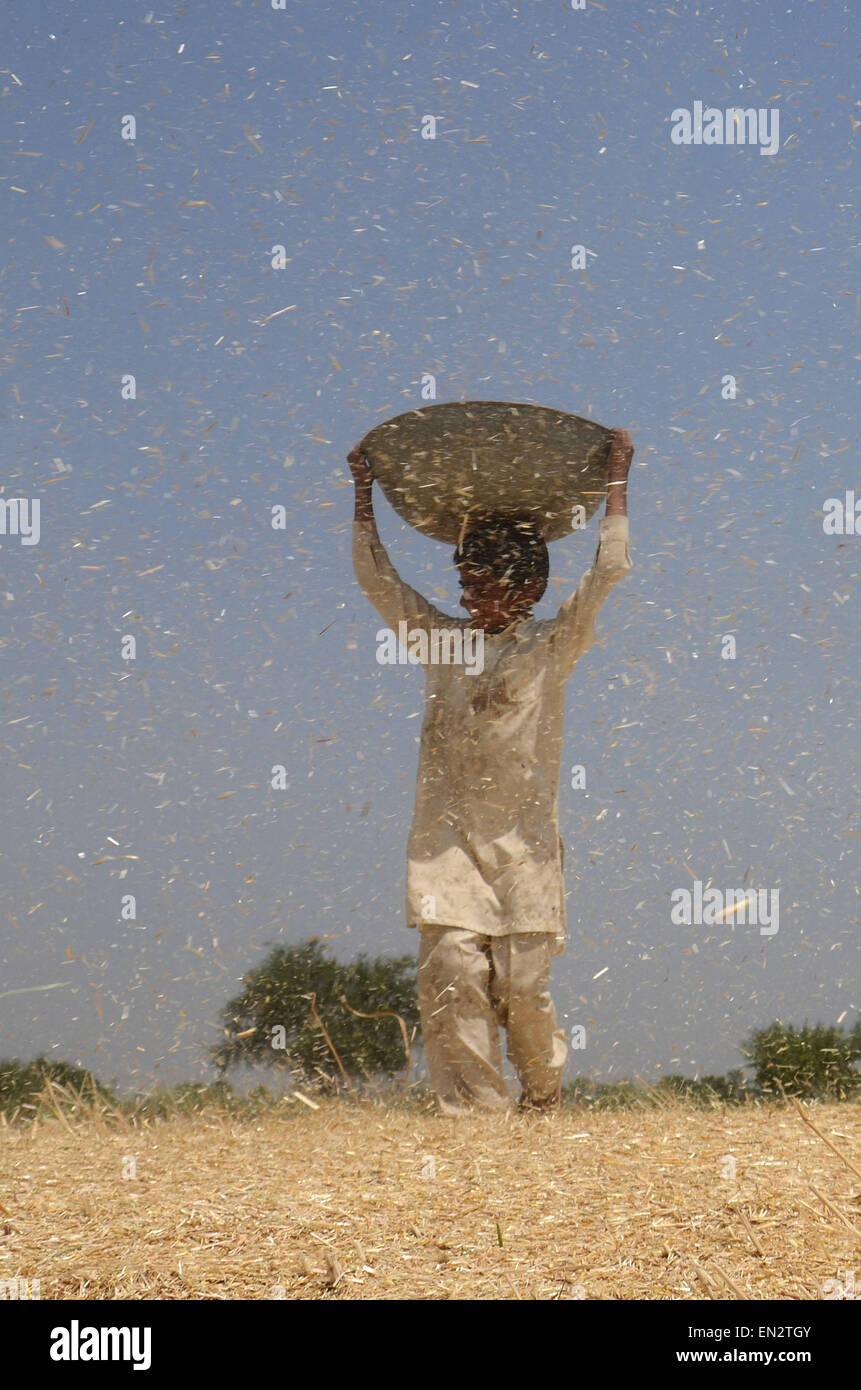 Lahore, Pakistam. 26th Apr, 2015. Pakistani farmer's family busy in ...