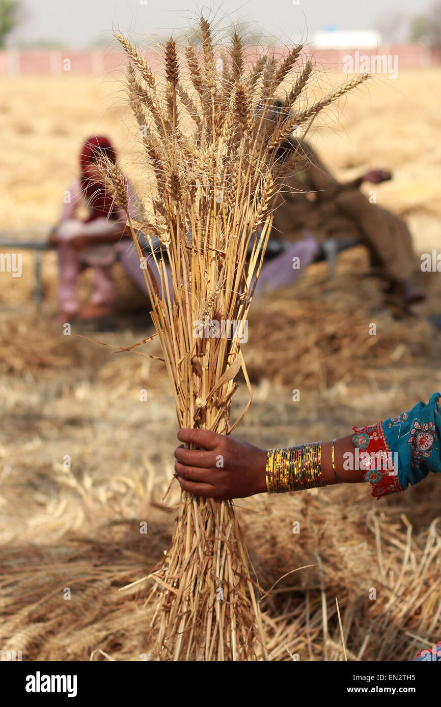 Lahore, Pakistam. 26th Apr, 2015. Pakistani farmer's family busy in ...