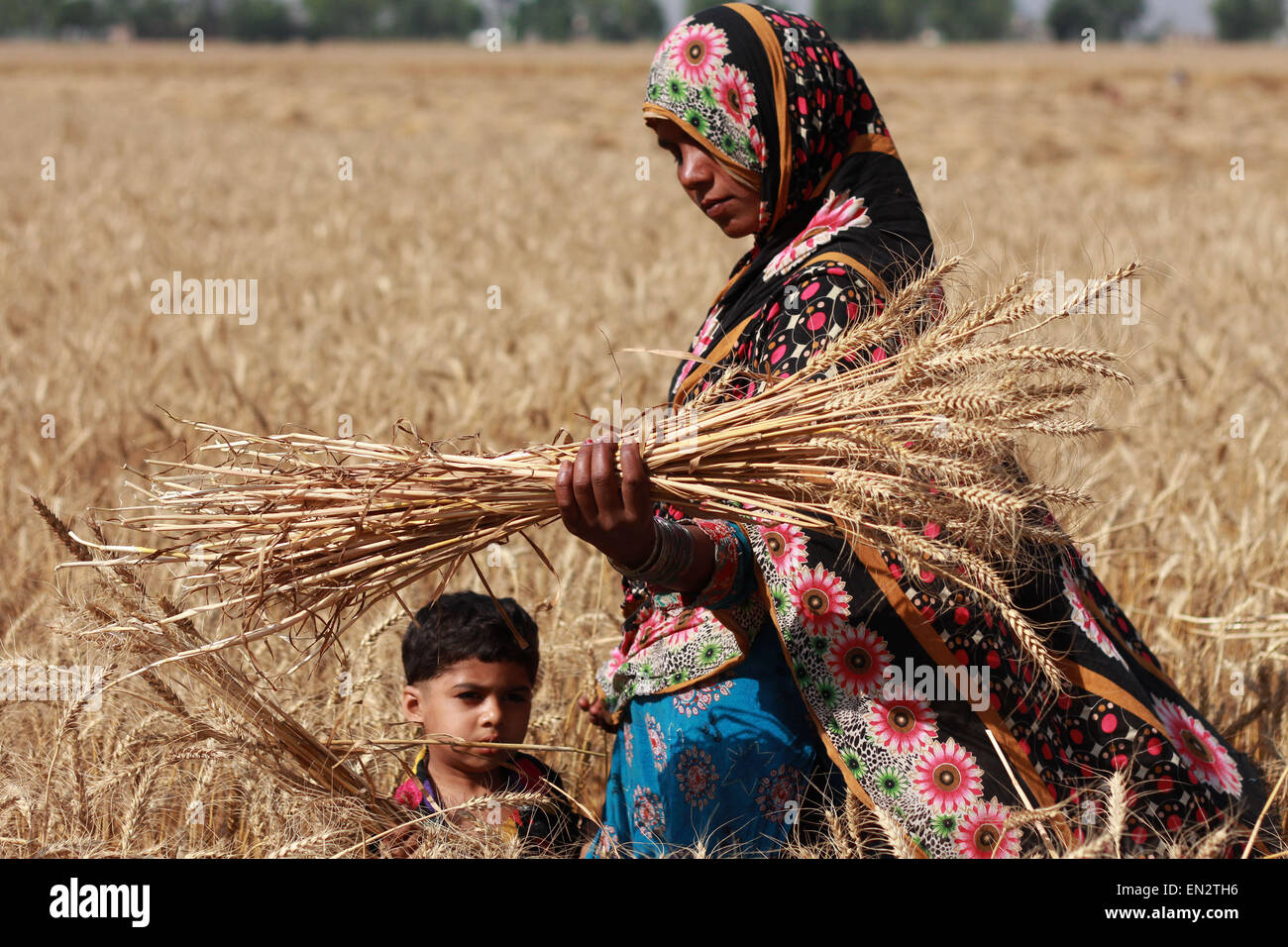 Lahore, Pakistam. 26th Apr, 2015. Pakistani farmer's family busy in ...