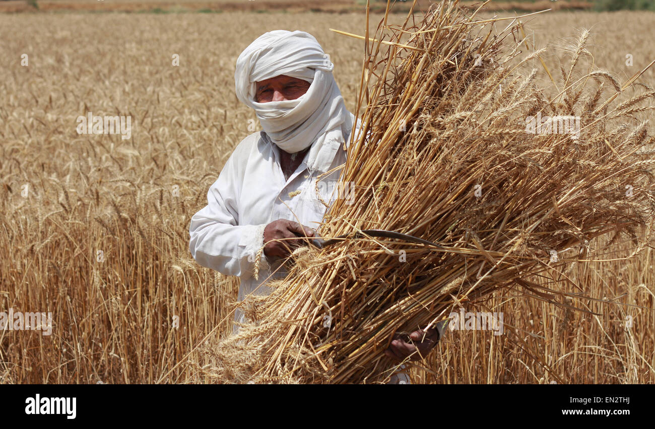 Lahore, Pakistam. 26th Apr, 2015. Pakistani farmer's family busy in ...