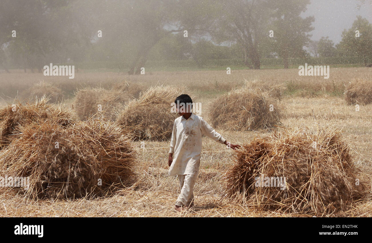 Lahore, Pakistam. 26th Apr, 2015. Pakistani farmer's family busy in ...
