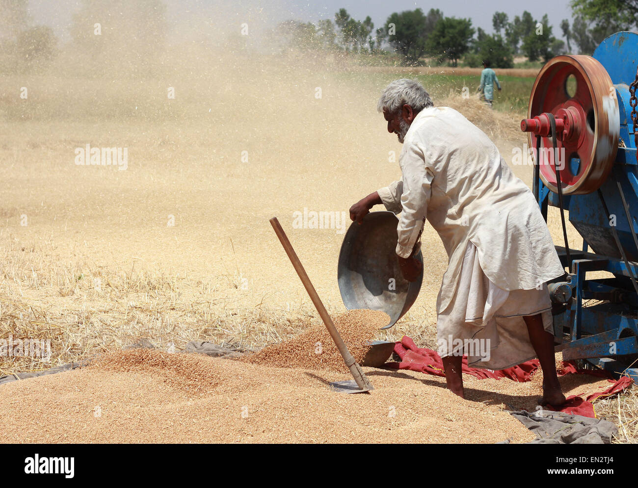 Lahore, Pakistam. 26th Apr, 2015. Pakistani farmer's family busy in ...