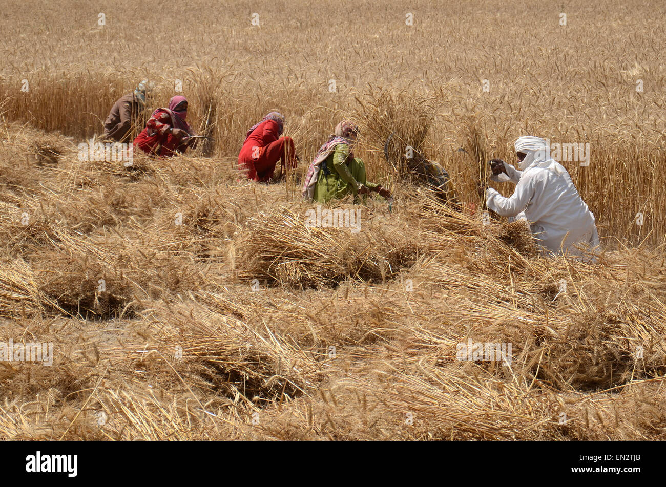 Lahore, Pakistam. 26th Apr, 2015. Pakistani farmer's family busy in ...
