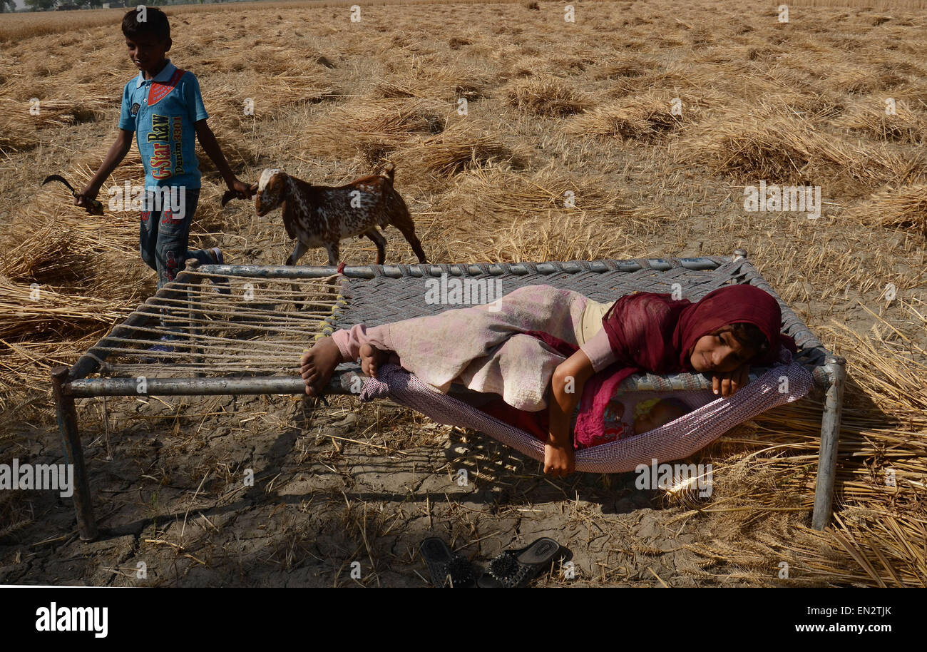 Lahore, Pakistam. 26th Apr, 2015. Pakistani farmer's family busy in ...