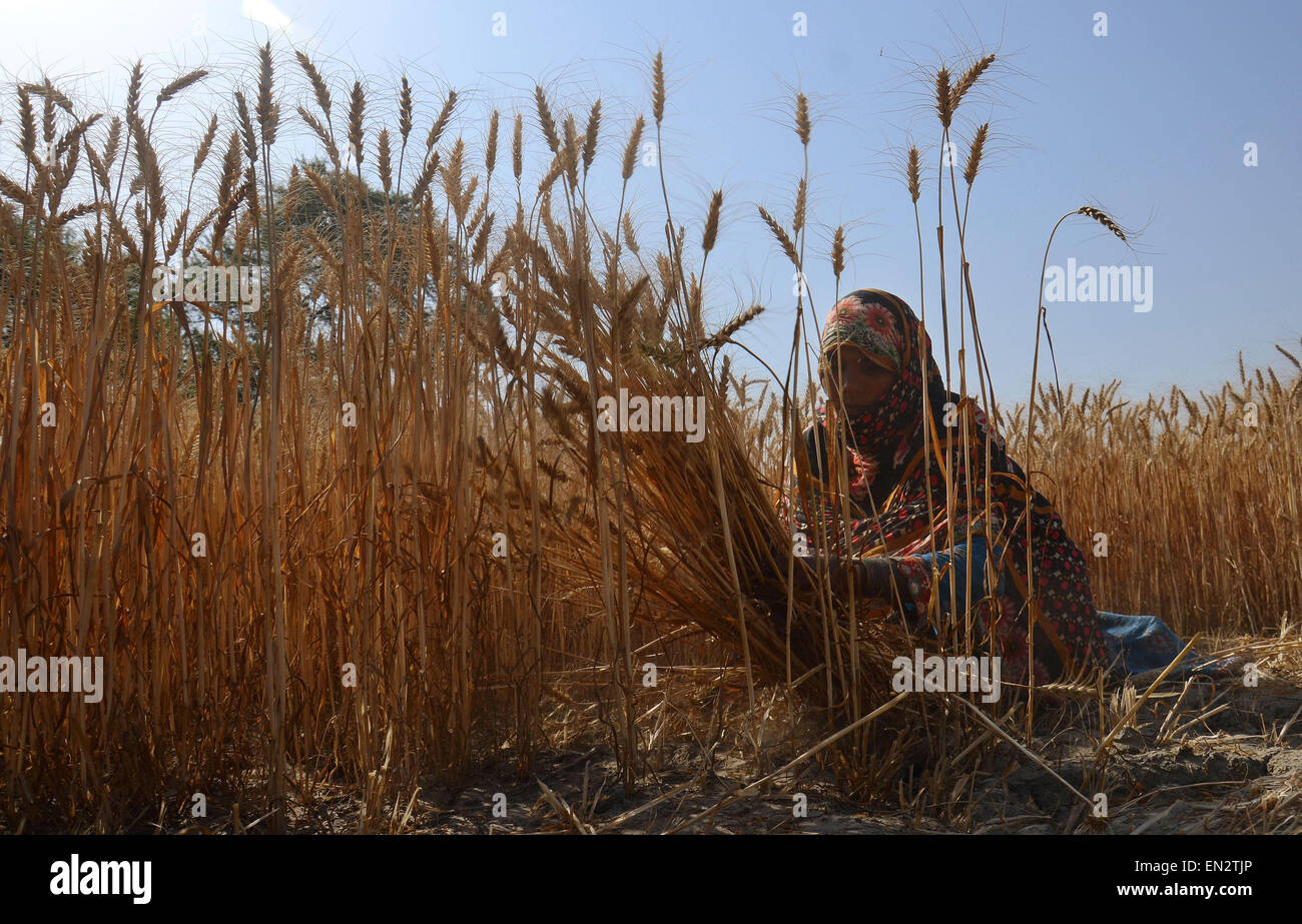 Lahore, Pakistam. 26th Apr, 2015. Pakistani farmer's family busy in ...