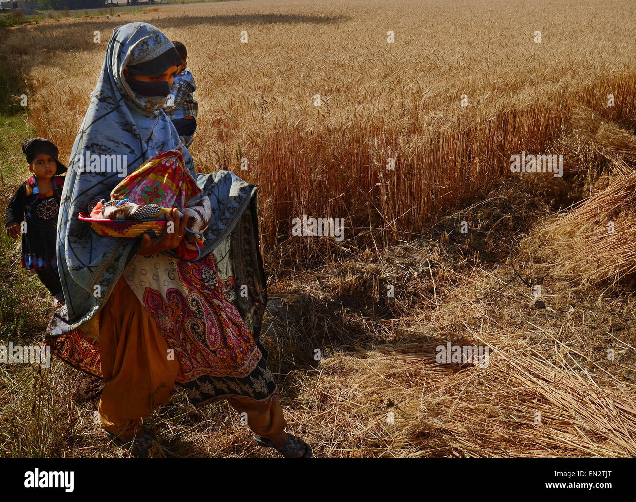 Lahore, Pakistam. 26th Apr, 2015. Pakistani farmer's family busy in ...