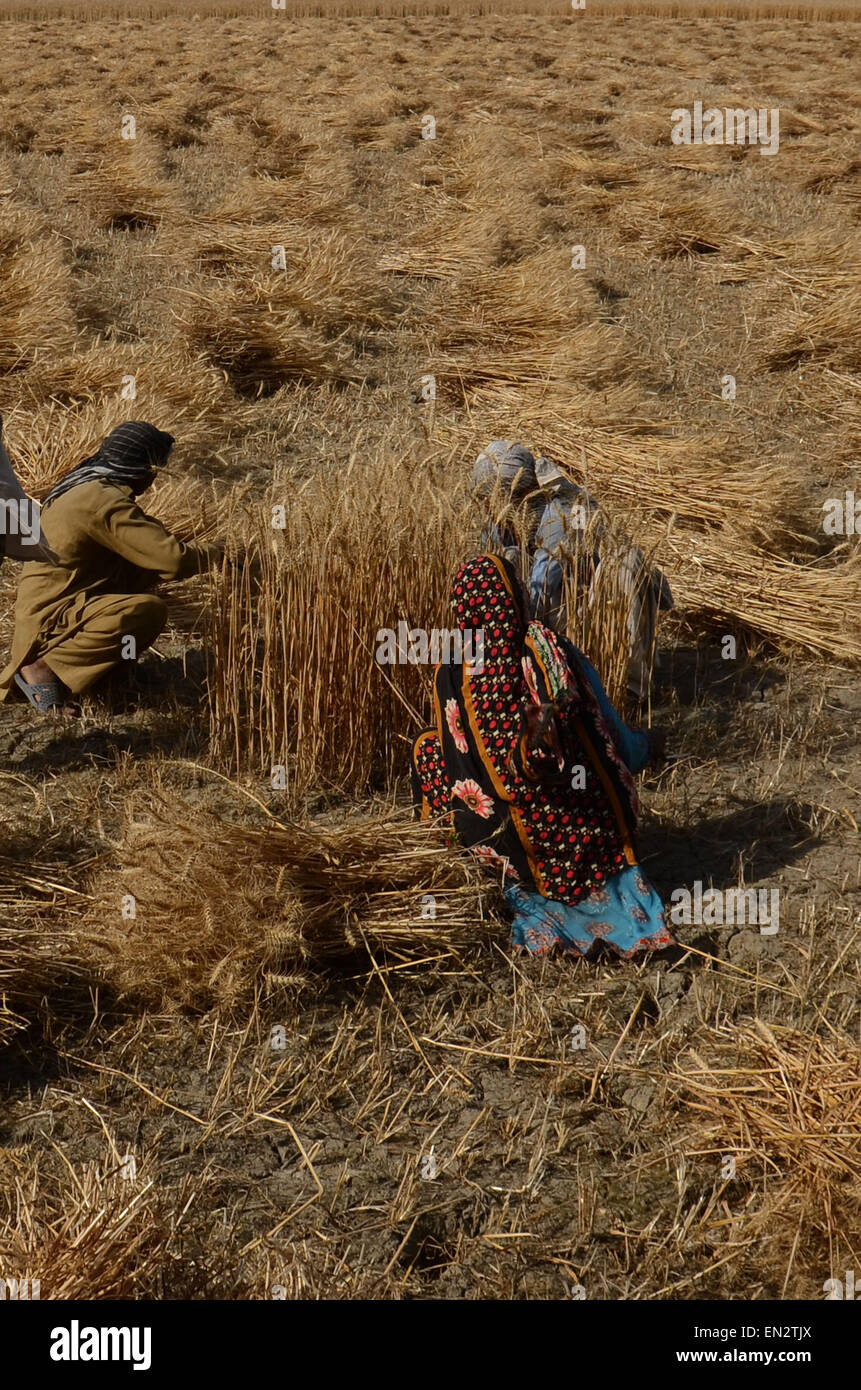 Lahore, Pakistam. 26th Apr, 2015. Pakistani farmer's family busy in ...