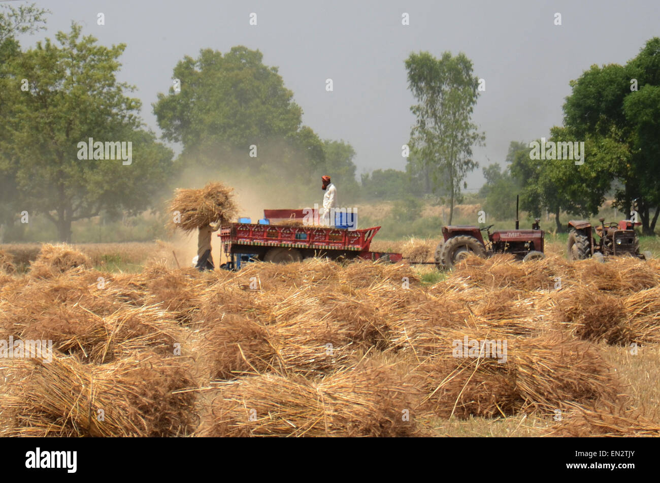 Lahore, Pakistam. 26th Apr, 2015. Pakistani farmer's family busy in ...