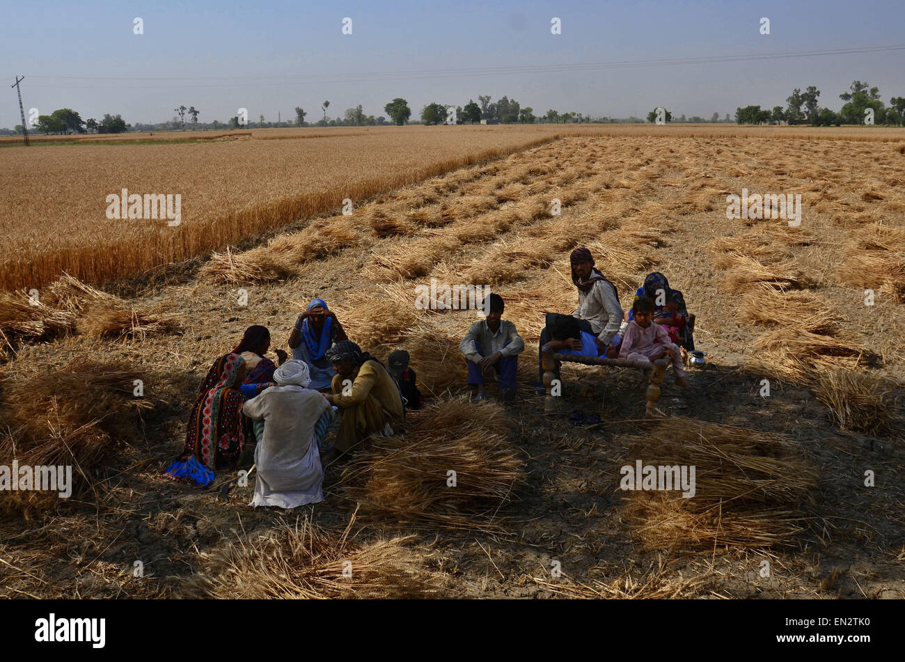 Lahore, Pakistam. 26th Apr, 2015. Pakistani farmer's family busy in ...