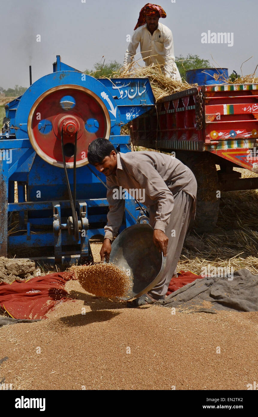 Lahore, Pakistam. 26th Apr, 2015. Pakistani farmer's family busy in ...