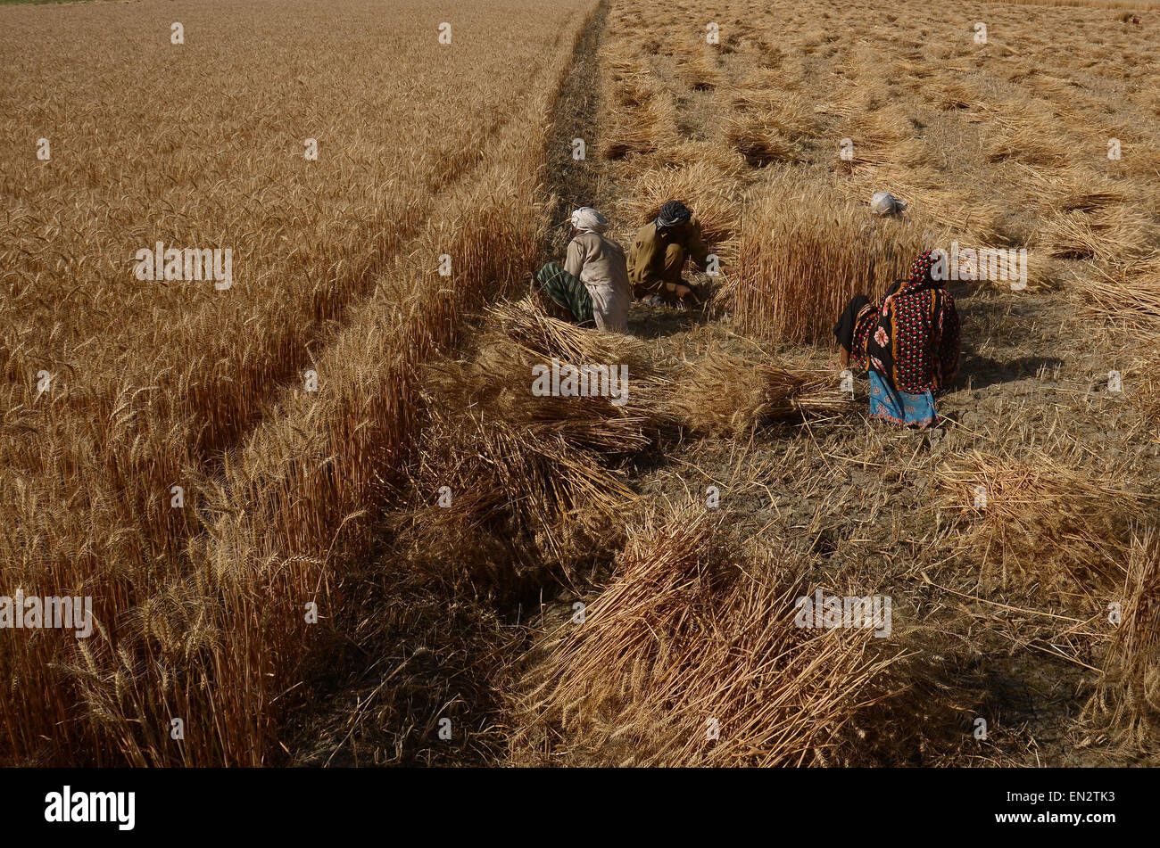 Lahore, Pakistam. 26th Apr, 2015. Pakistani farmer's family busy in ...
