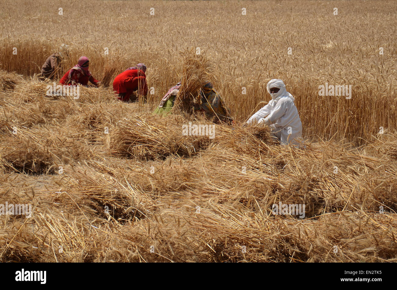 Lahore, Pakistam. 26th Apr, 2015. Pakistani farmer's family busy in ...