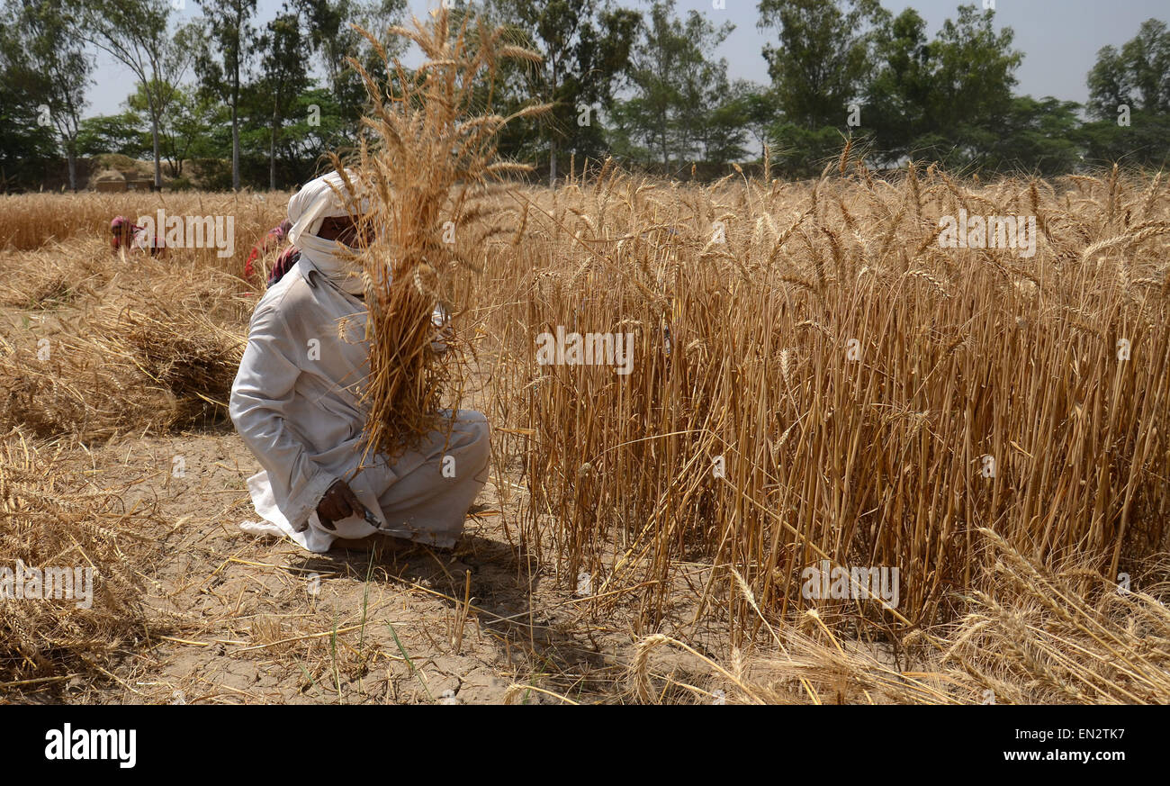 Lahore, Pakistam. 26th Apr, 2015. Pakistani farmer's family busy in ...