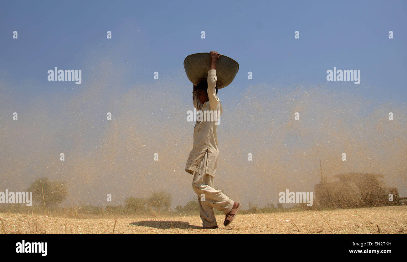 Lahore, Pakistam. 26th Apr, 2015. Pakistani farmer's family busy in ...