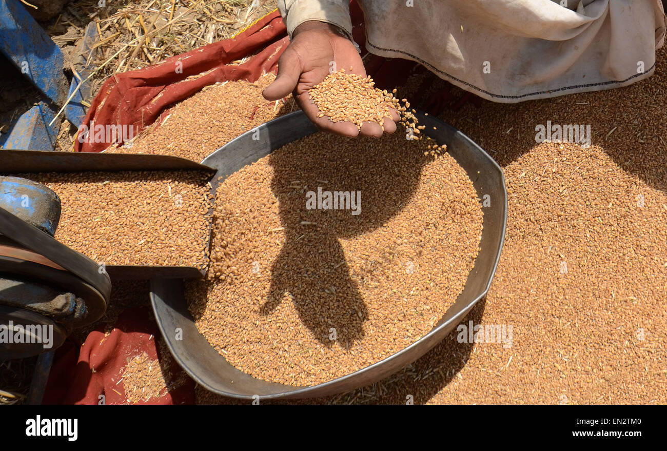 Lahore, Pakistam. 26th Apr, 2015. Pakistani farmer's family busy in ...