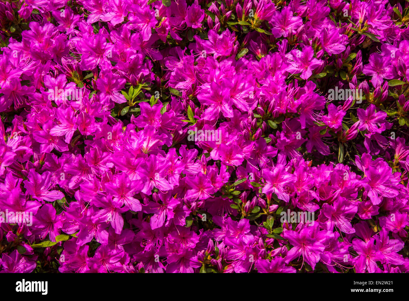 Purple azalea japanese hi-res stock photography and images - Alamy