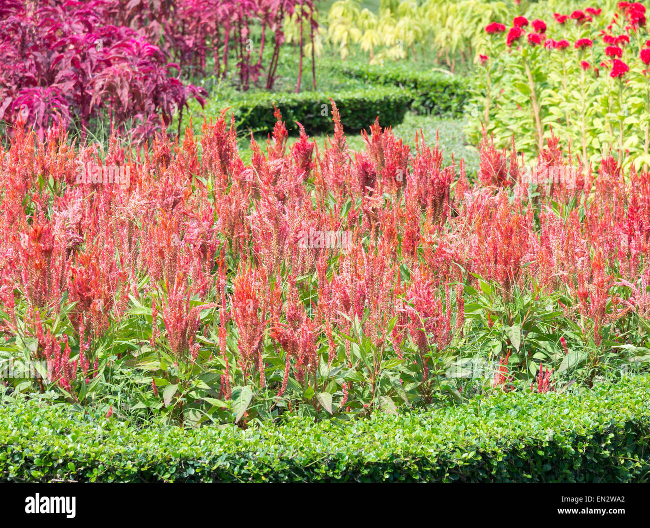Colorful garden in the urban park Stock Photo - Alamy