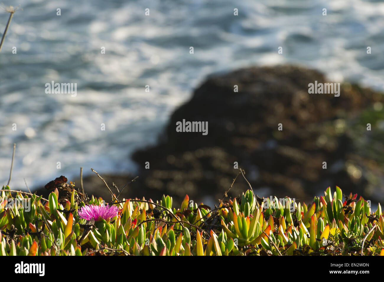 A lone flower on a cliff overlooking the Pacific Ocean Stock Photo - Alamy